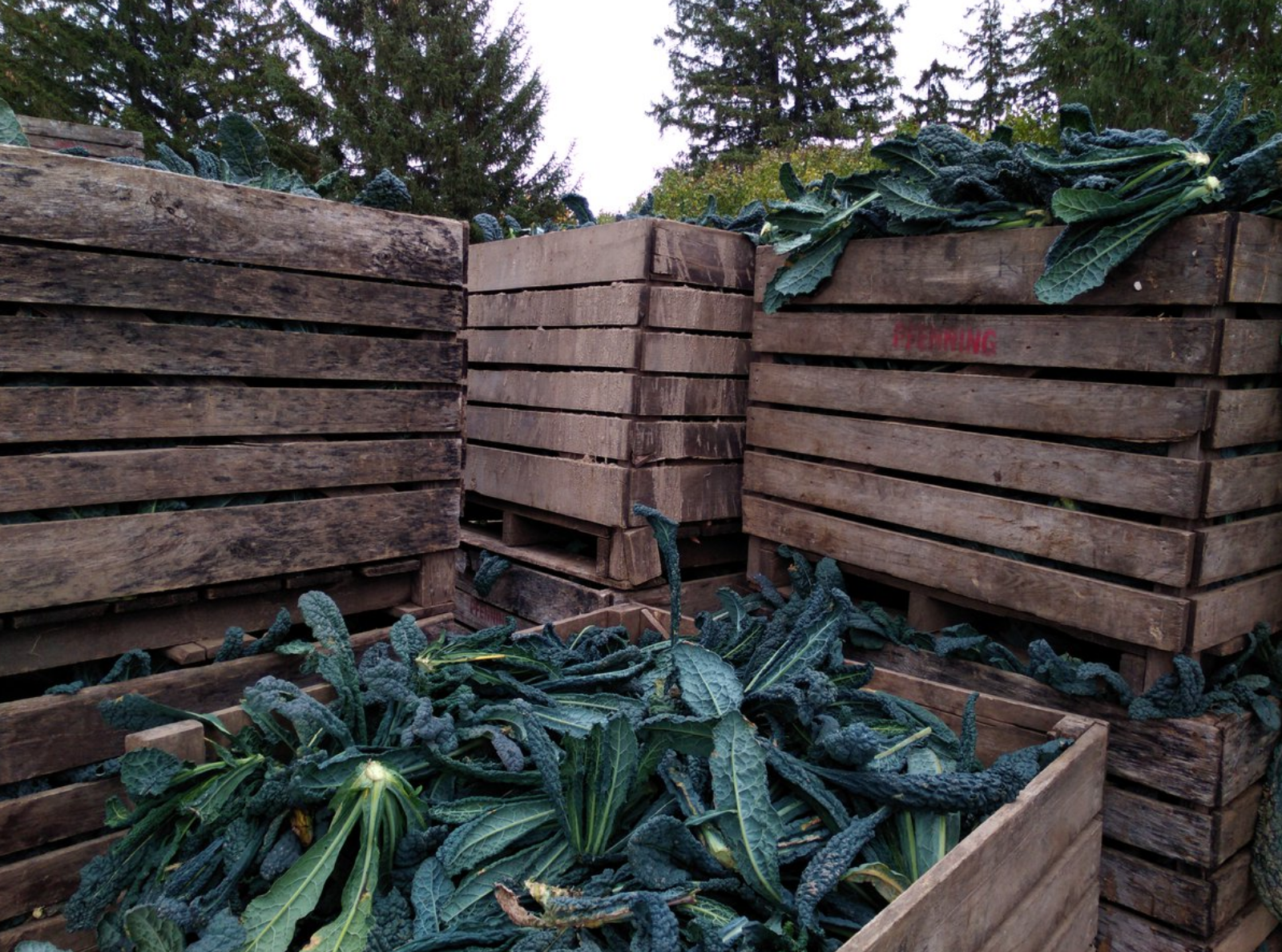 Growth: Capacity | Pfenning's Organic Farm