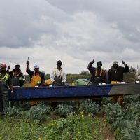 Seasonal Agricultural Worker Program – Then & Now | Pfennings Organic Farms