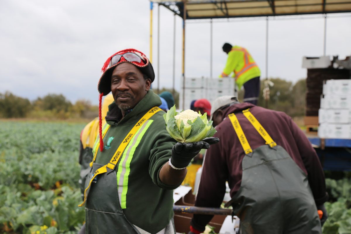 Seasonal Agricultural Worker Program – Then & Now | Pfennings Organic Farms